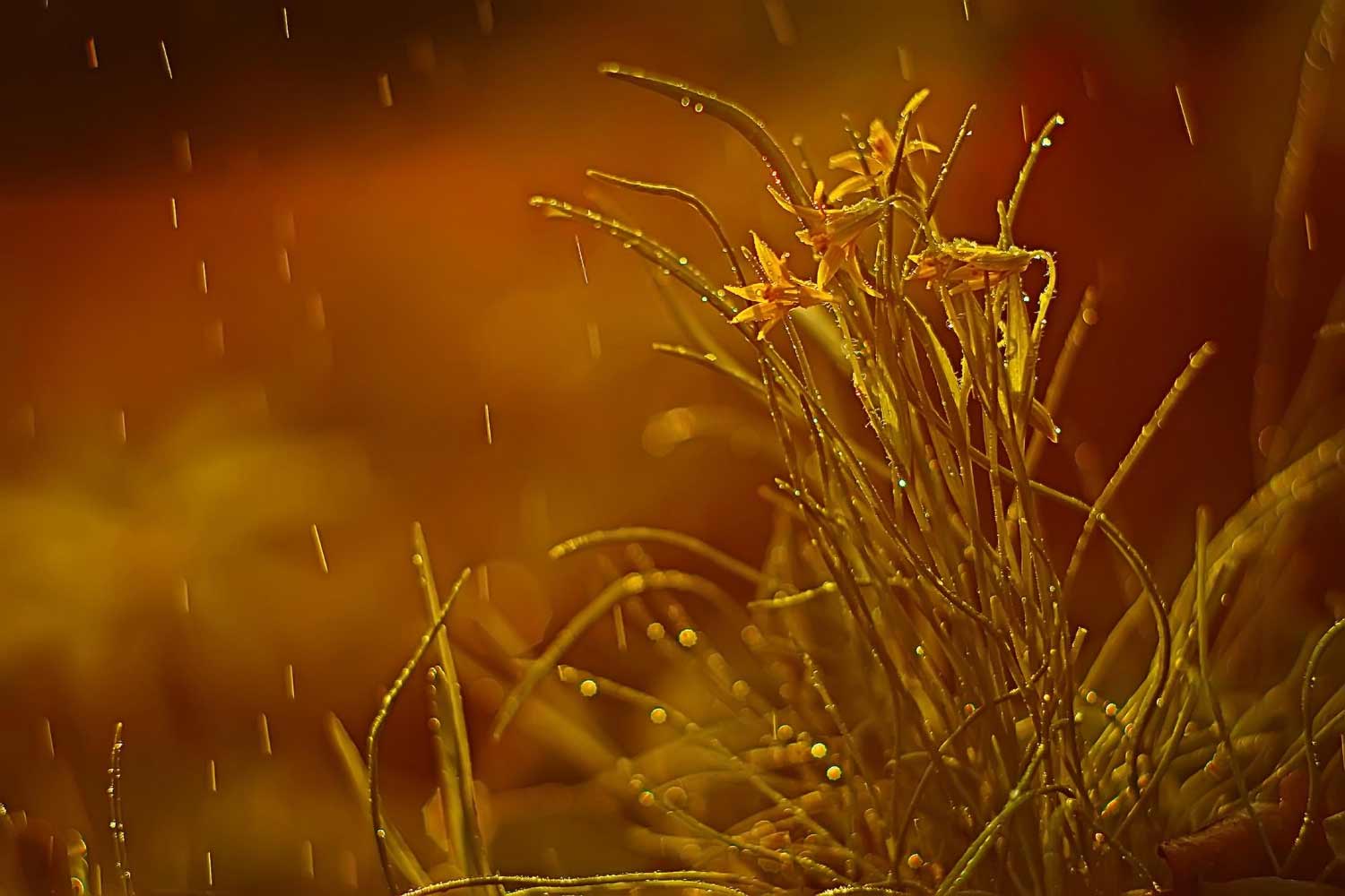 The Impact of Weather Conditions on Grass for Hay Production: Pasco’s ...
