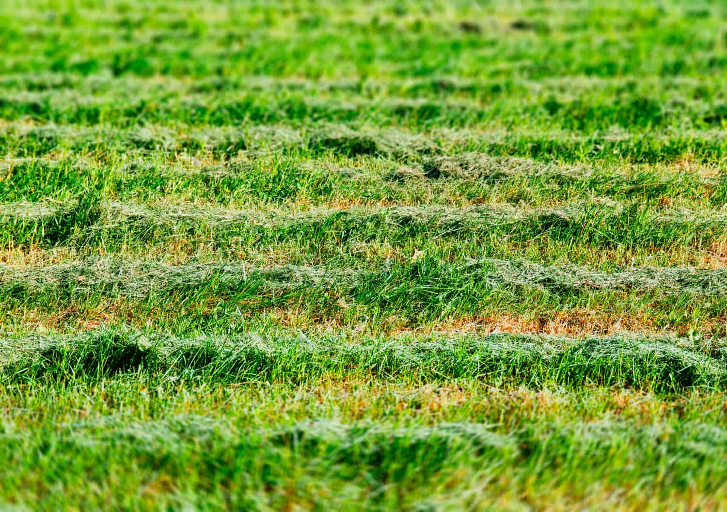 The Difference Between High-Quality Hay and Non-Quality Hay - Ohana Hay