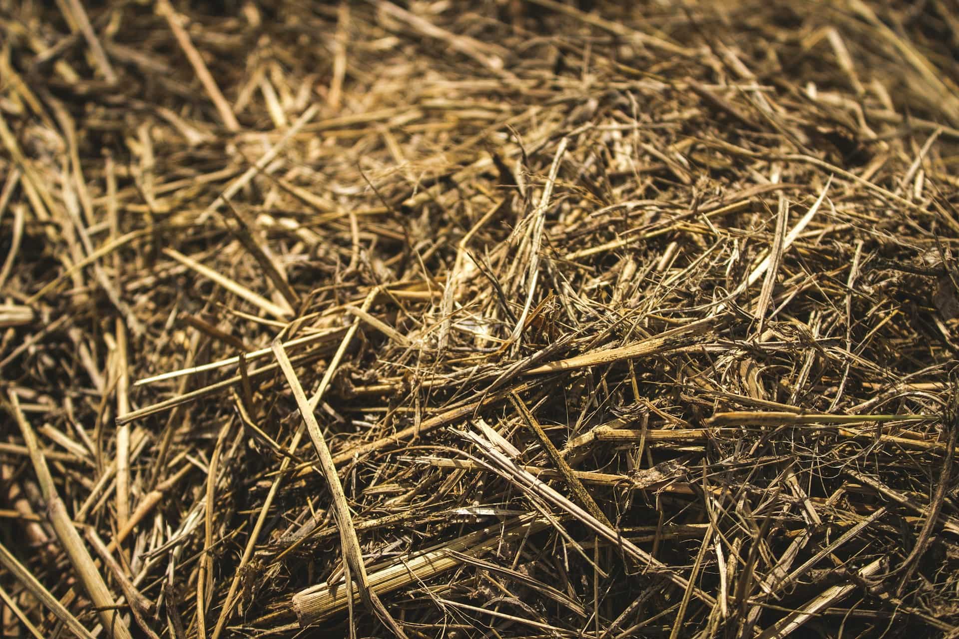 The Lifecycle of Hay: From Germination to the Feeding Trough - Ohana Hay