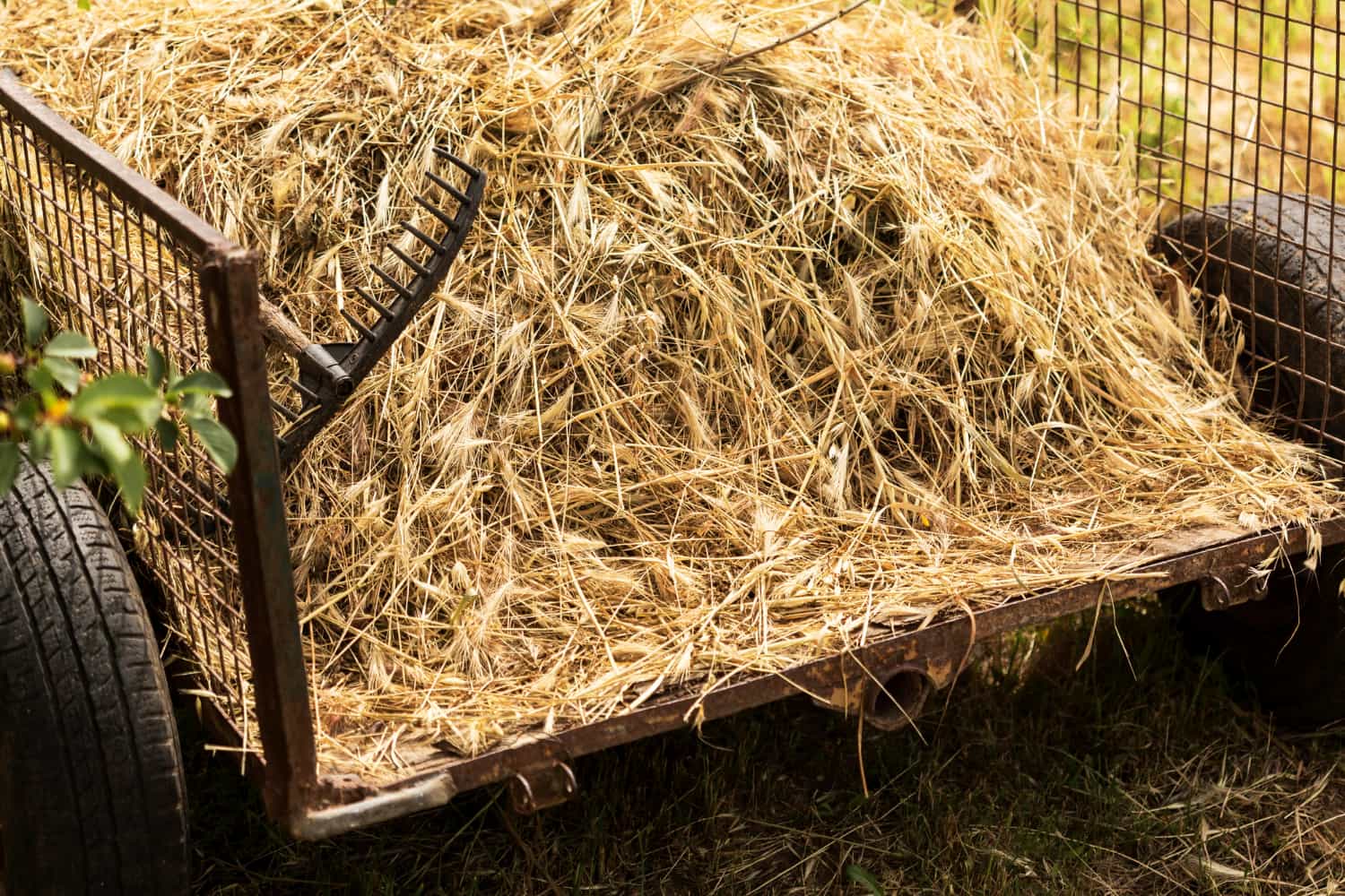 Hay Quality vs. Quantity: What Matters Most for Your Livestock’s Health ...