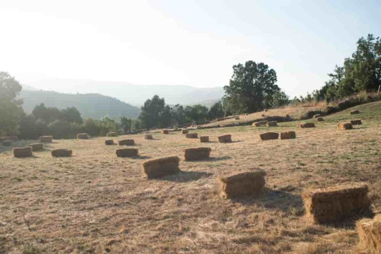 How to Start Growing Your Own Hay: A Beginner’s Guide for Small Farms ...
