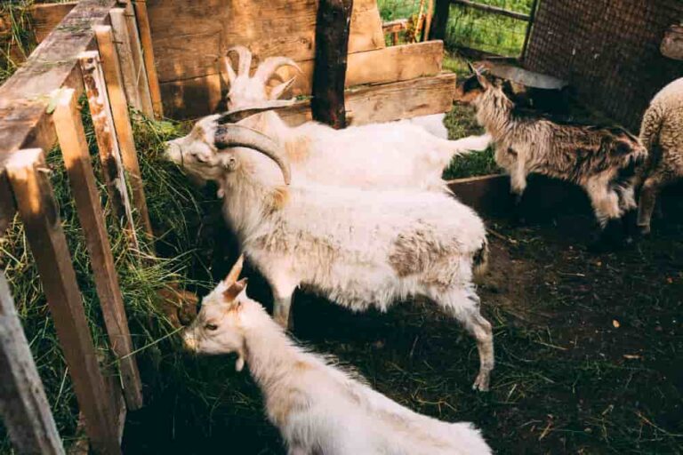 Feeding Goats the Right Way: Best Hay Types and Nutrition Tips - Ohana Hay
