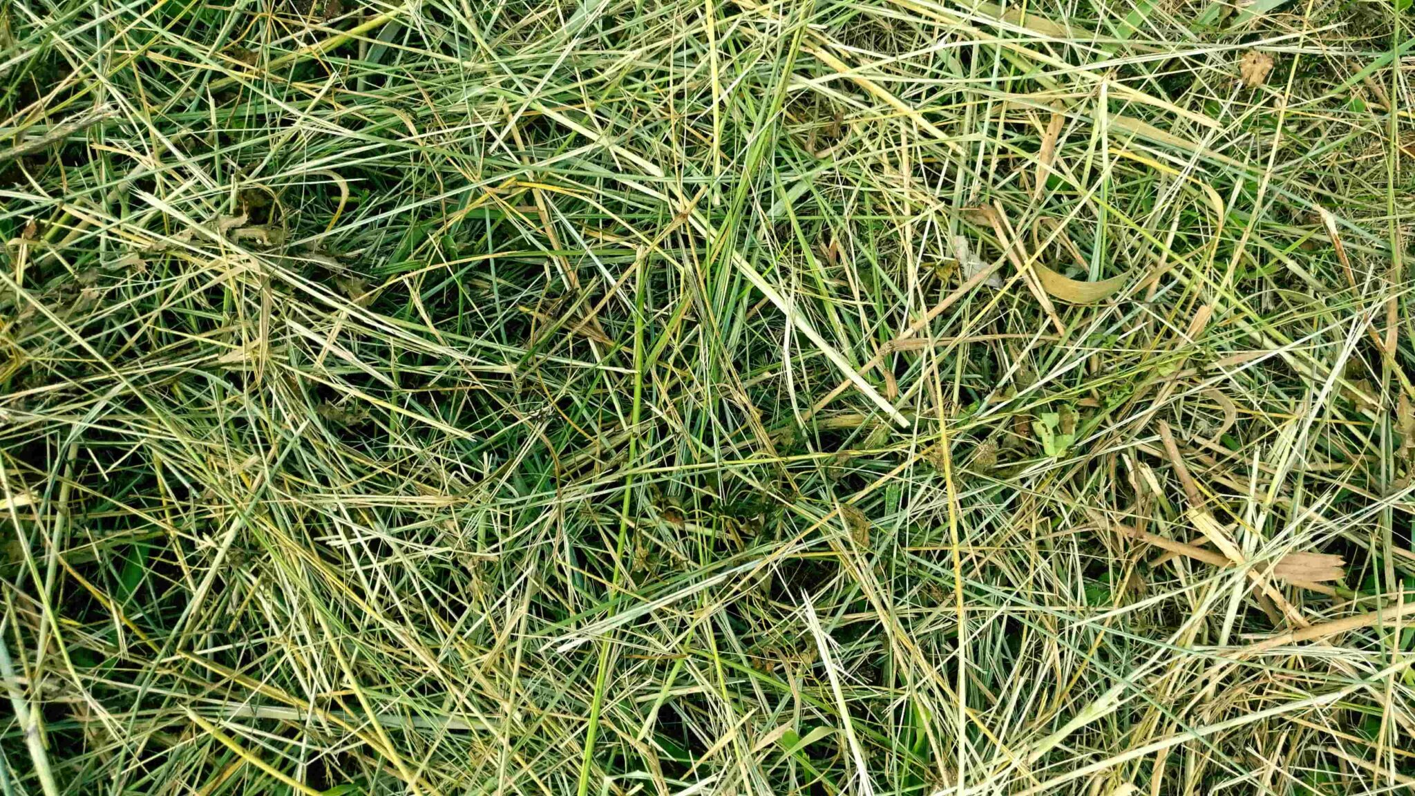 How to Spot Quality Hay Before You Buy: A Visual Guide for Livestock ...