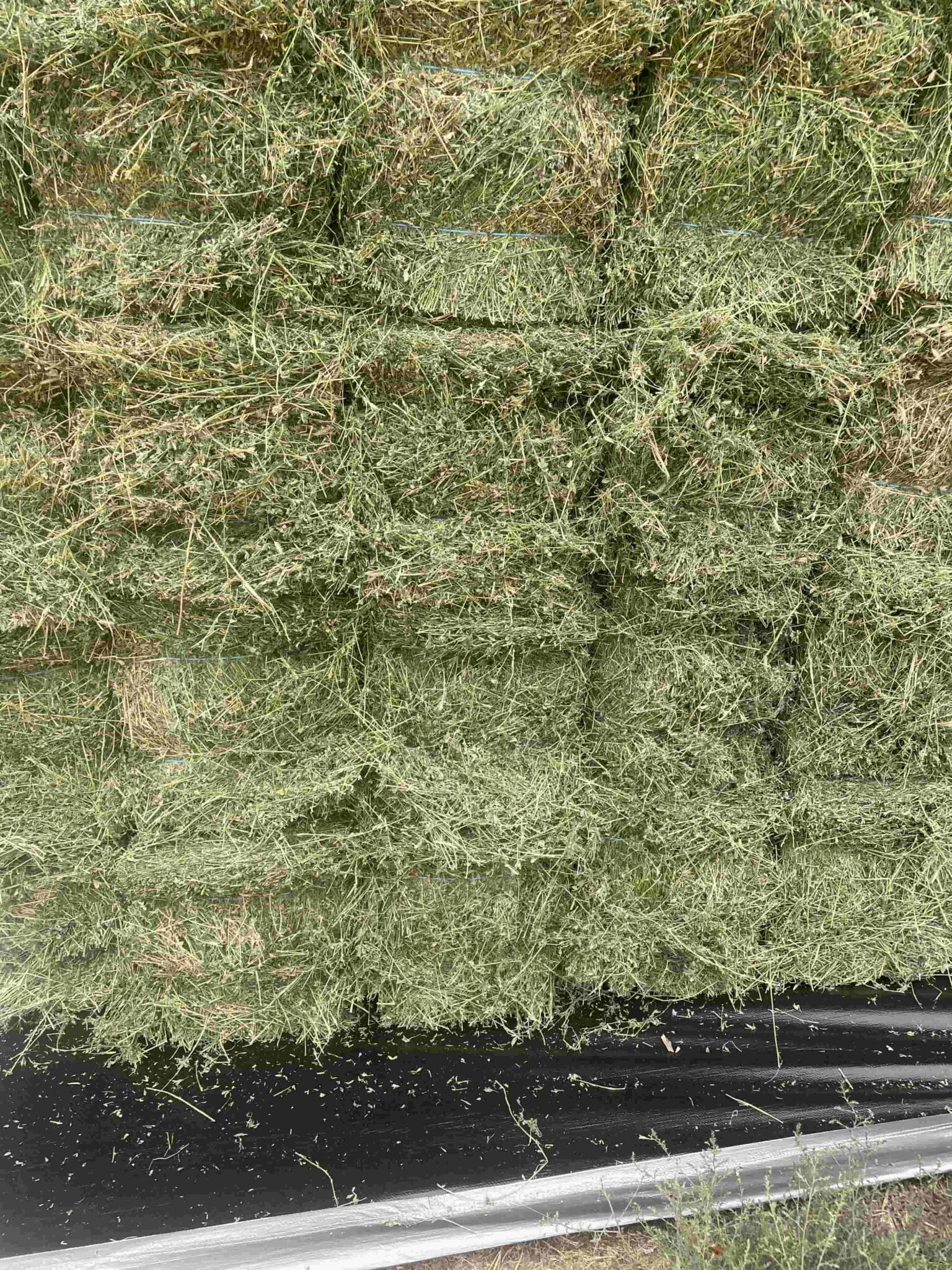 Pasco’s Growing Farms: Why Local Hay Matters for Sustainable Livestock ...