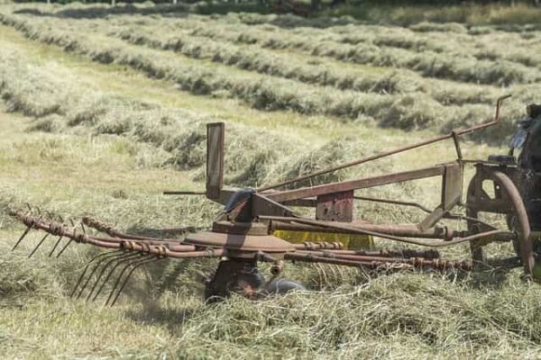 Tracking Mycotoxins in Hay: Prevention & Testing Tips - Ohana Hay