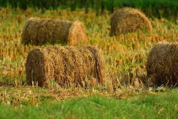 Using Cover Crops for Hay Production: Benefits & Best Practices - Ohana Hay