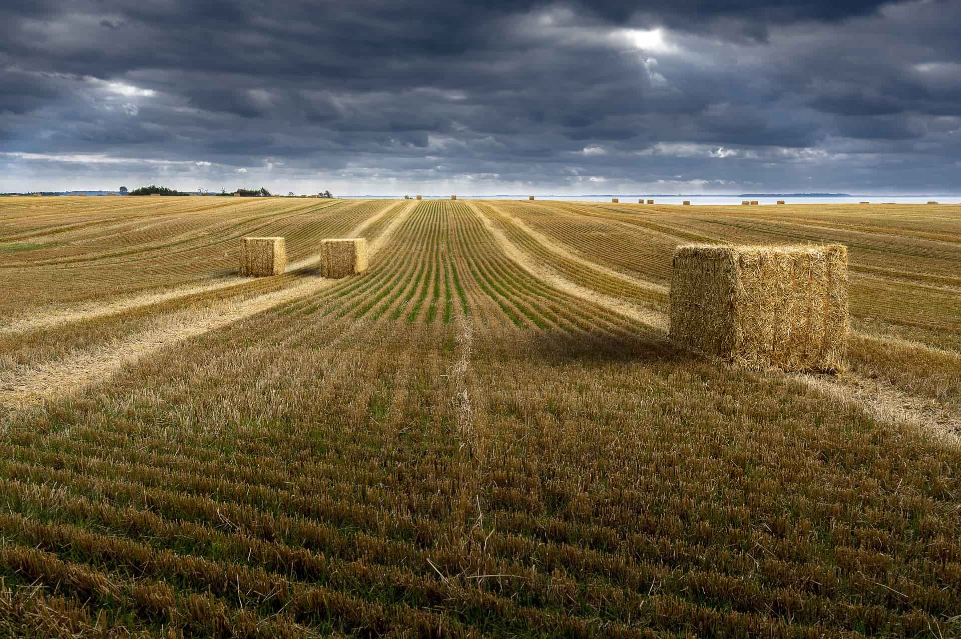 Using Cover Crops for Hay Production: Benefits & Best Practices - Ohana Hay