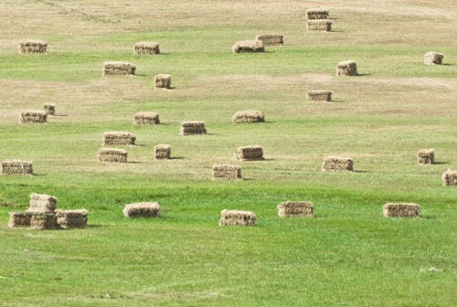 What Happens After the Bale Leaves the Field? Handling, Transport, and ...