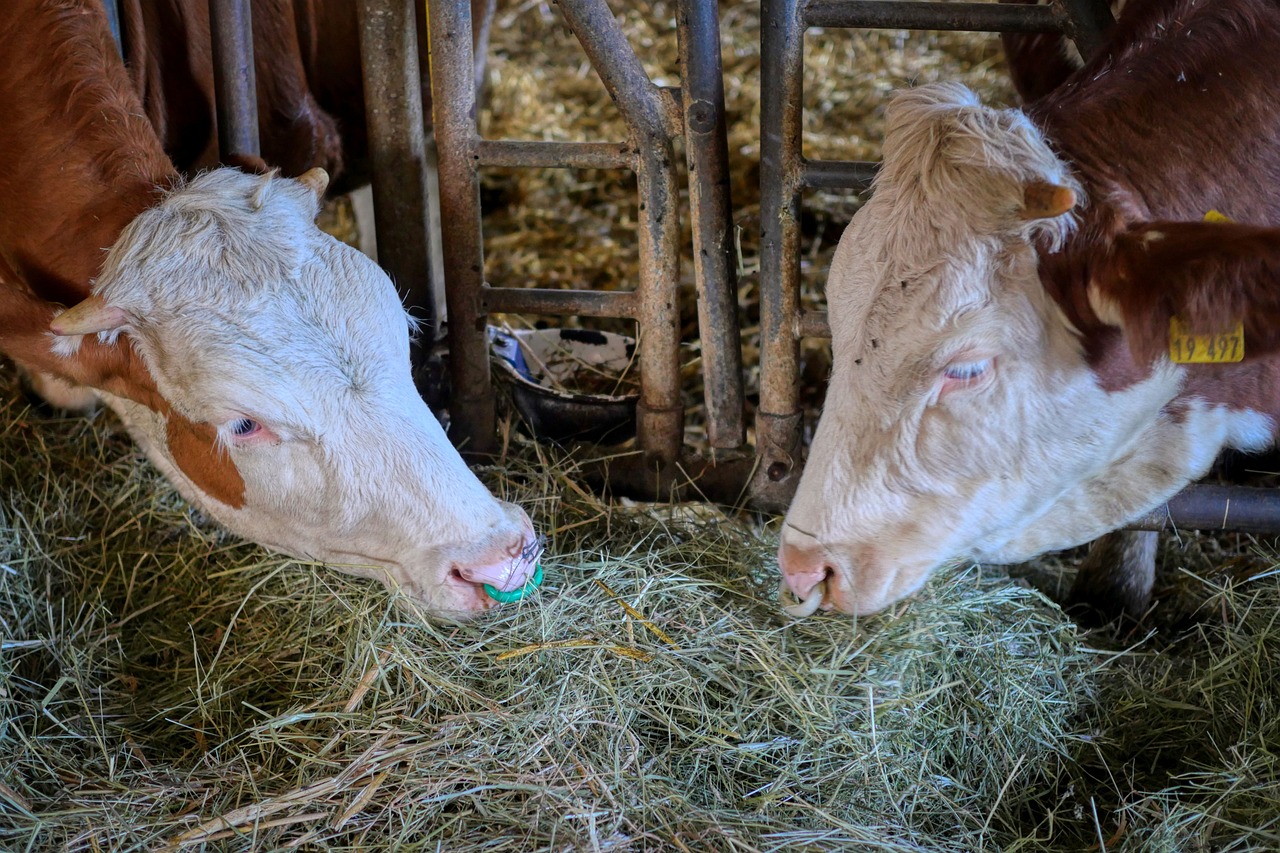 How Much Hay Does Your Livestock Really Need? Daily Feeding Calculator ...