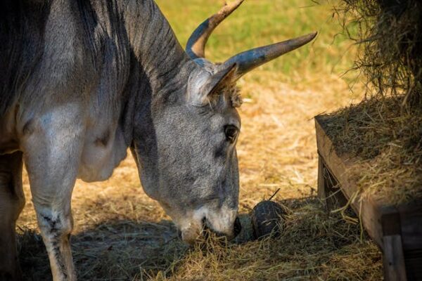 Hay Color, Smell, and Texture: What These Signs Really Tell You About ...