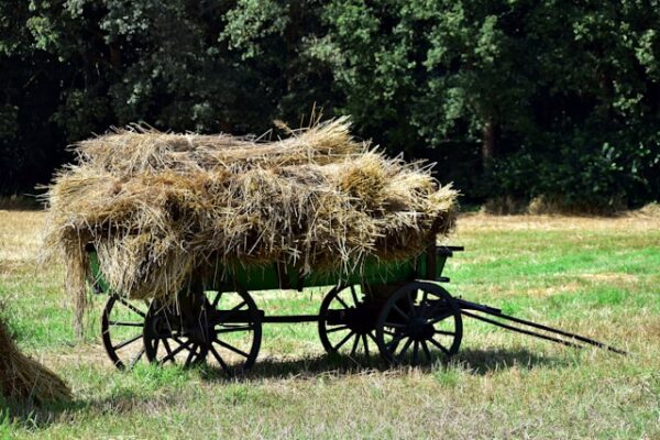 Can Hay Go Bad? Shelf Life, Spoilage Signs, and When to Throw It Out ...